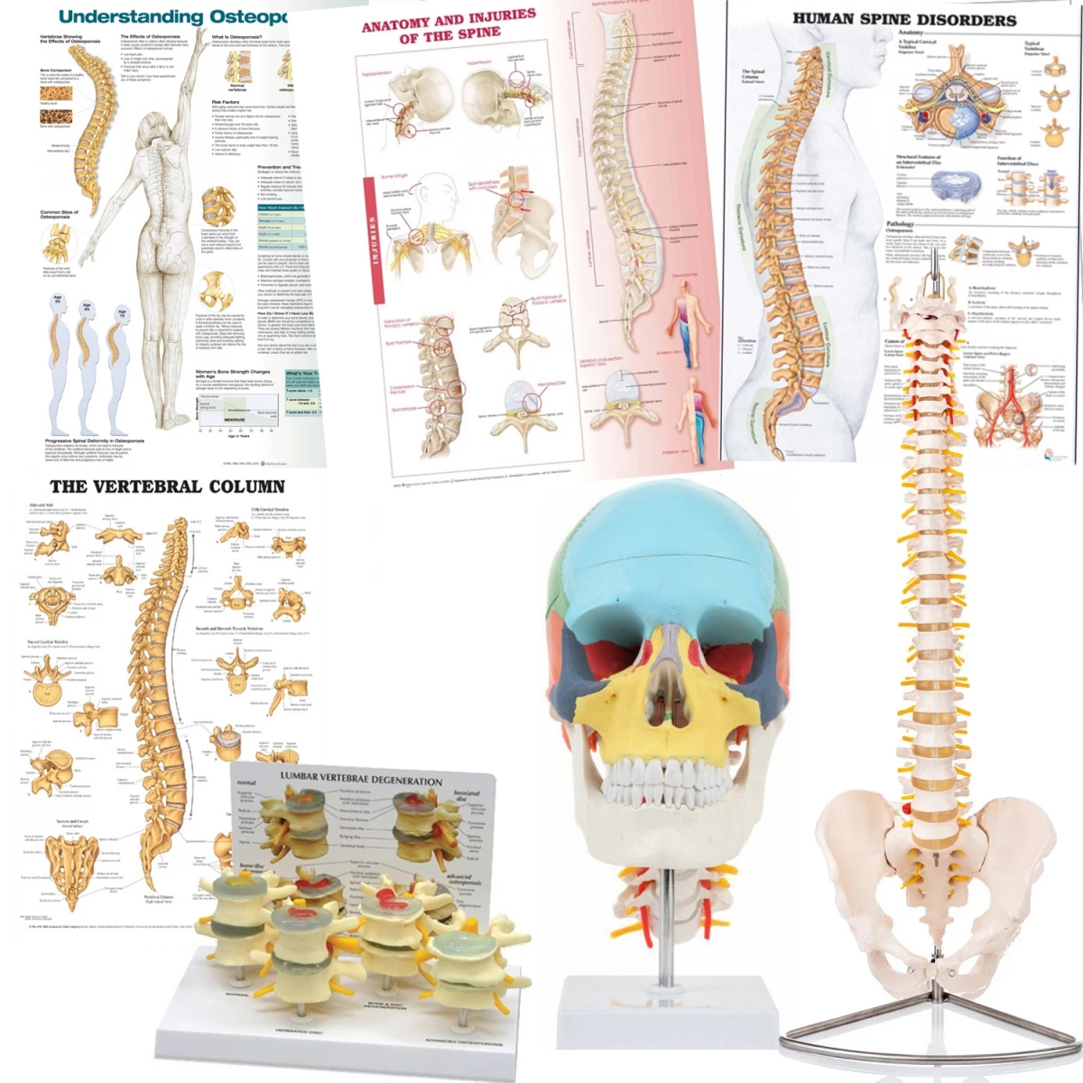 Spine Anatomy & Pathology Bundle - Myaskro